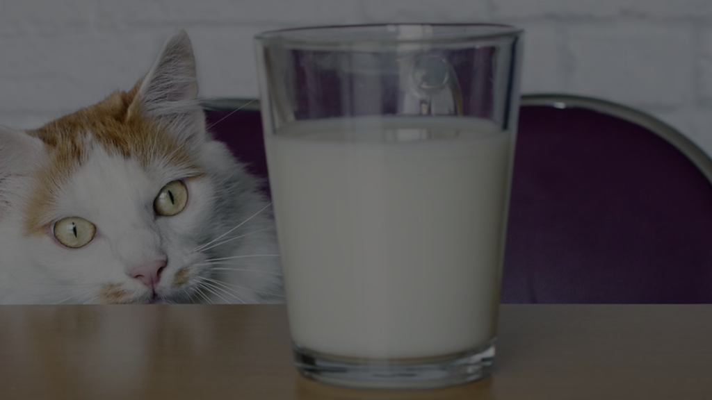 Can Cats Drink Dog Milk? A Comprehensive Guide - Petsy Box