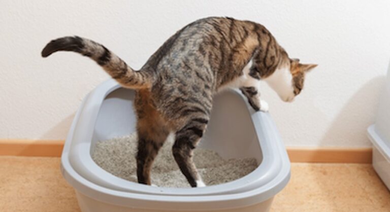 How to Stop Your Cat Keeps Stepping in Poop - Petsy Box