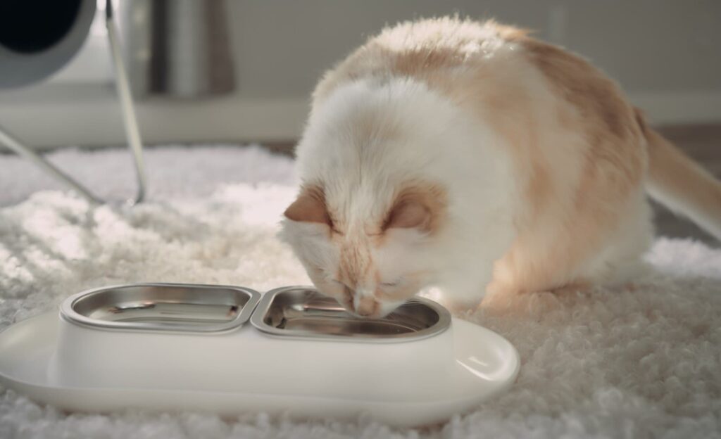 Is Cat Sugar Water Safe? Comprehensive Guide + 10 Benefits