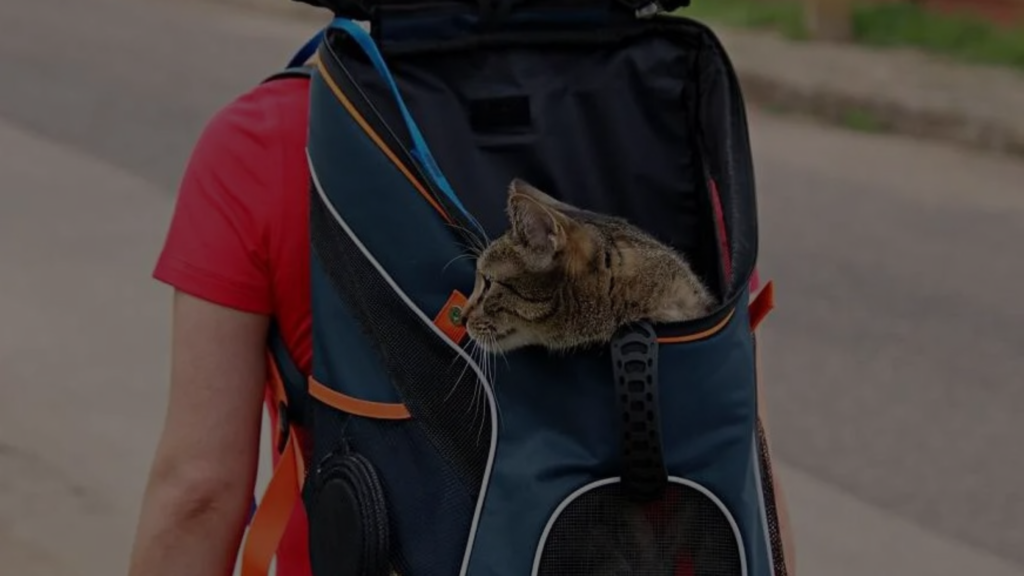 Putting Cat in Carrier as Punishment [Cat Behavior Tips]