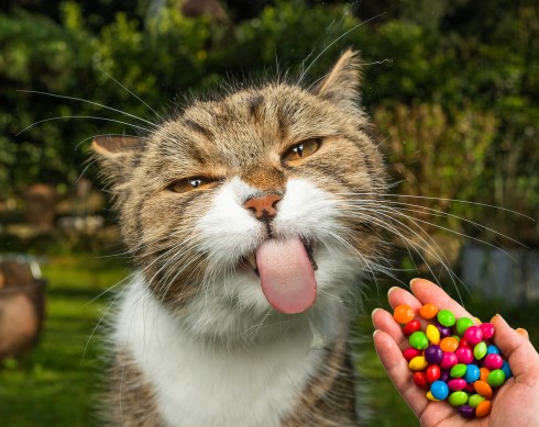 Can Cats Eat Skittles? Know the Risks and Benefits
