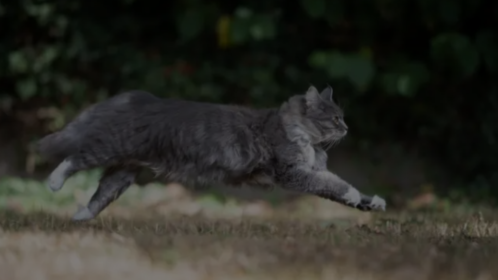 Spiritual Meaning of Running Over a Cat - Petsy Box