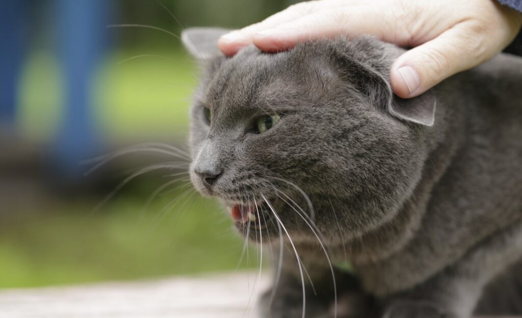 At What Age Are Kittens Safe from Tomcats? - Petsy Box
