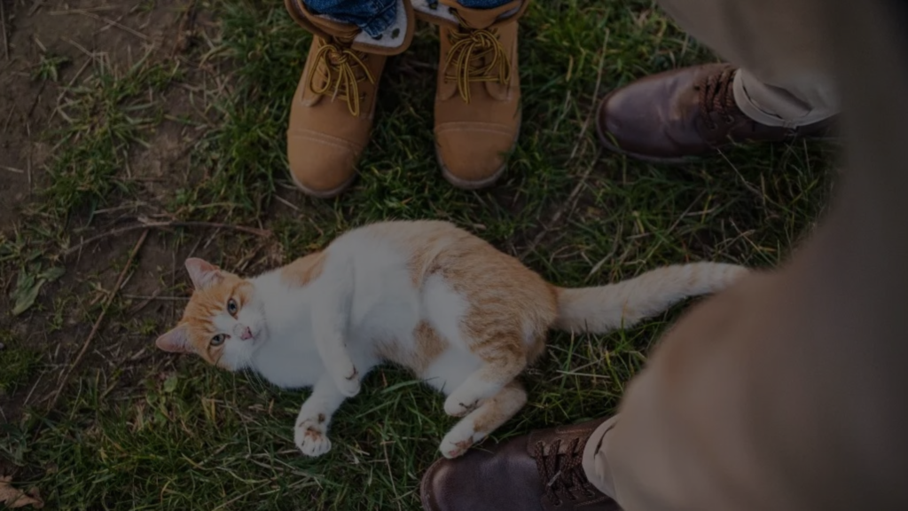 Do Cat Tails Fall Off? Preventive Measures - Petsy Box