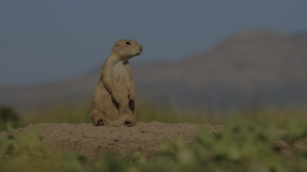Can You Milk a Prairie Dog? - Care Requirements - Petsy Box