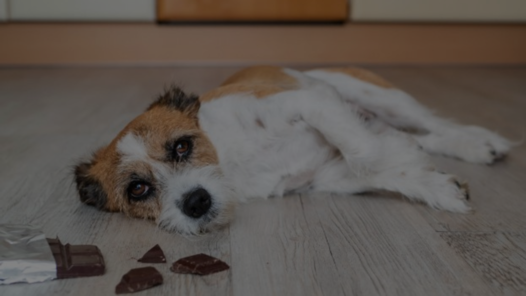 Can a Dog Overdose on Simparica Trio? Comprehensive Guide