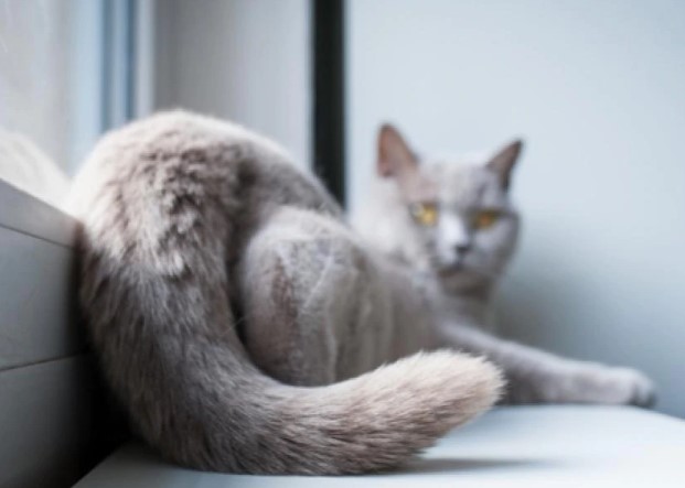 Do Cat Tails Fall Off? Preventive Measures - Petsy Box