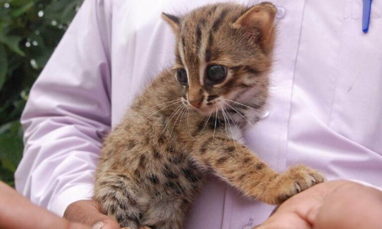 Can You Own a Rusty Spotted Cat? - Ownership and Care Tips