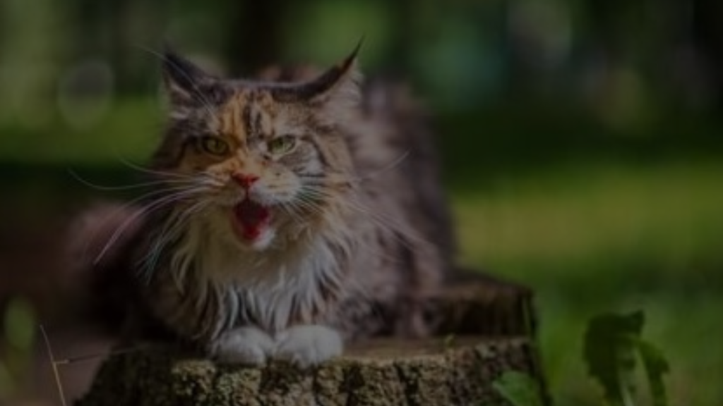 How to Simulate Mating for a Cat in Heat? [7 Easy Steps]