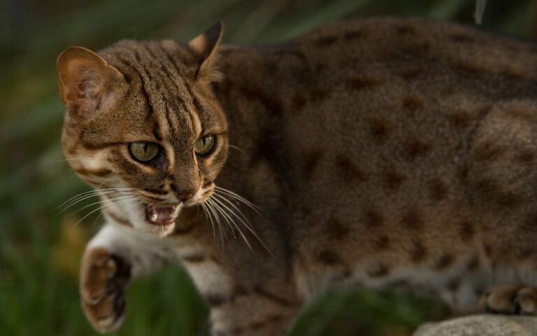 Can You Own a Rusty Spotted Cat? - Ownership and Care Tips