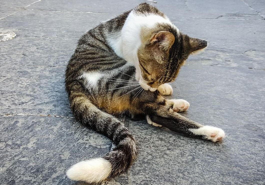 Do Cat Tails Fall Off? Preventive Measures - Petsy Box