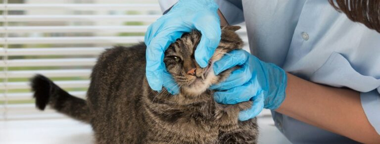 Can You Own a Rusty Spotted Cat? - Ownership and Care Tips
