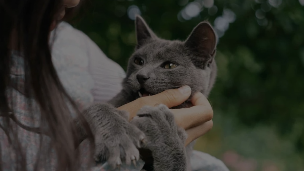 Why Does My Cat Hug My Arm - Feline Affection - Petsy Box