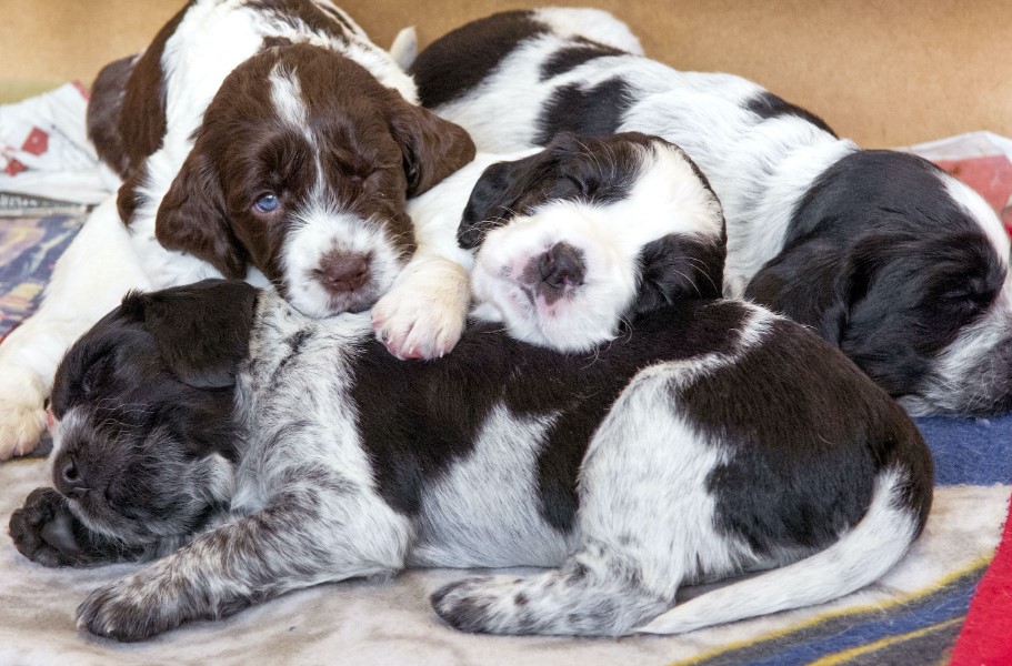 How to Prevent Mother Dog from Crushing Puppies? Explained