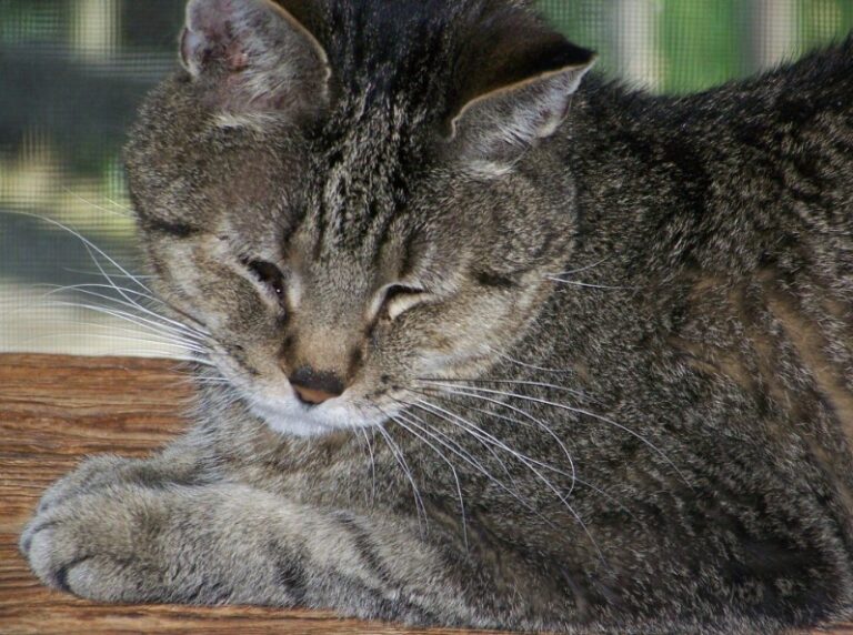 Why Does My Cat Groan When She Lays Down? A Simple Guide