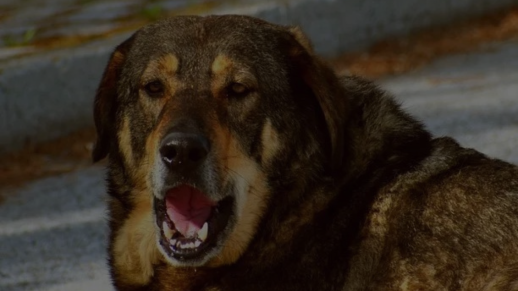 Why Does My Dog Burp in My Face: A Comprehensive Guide